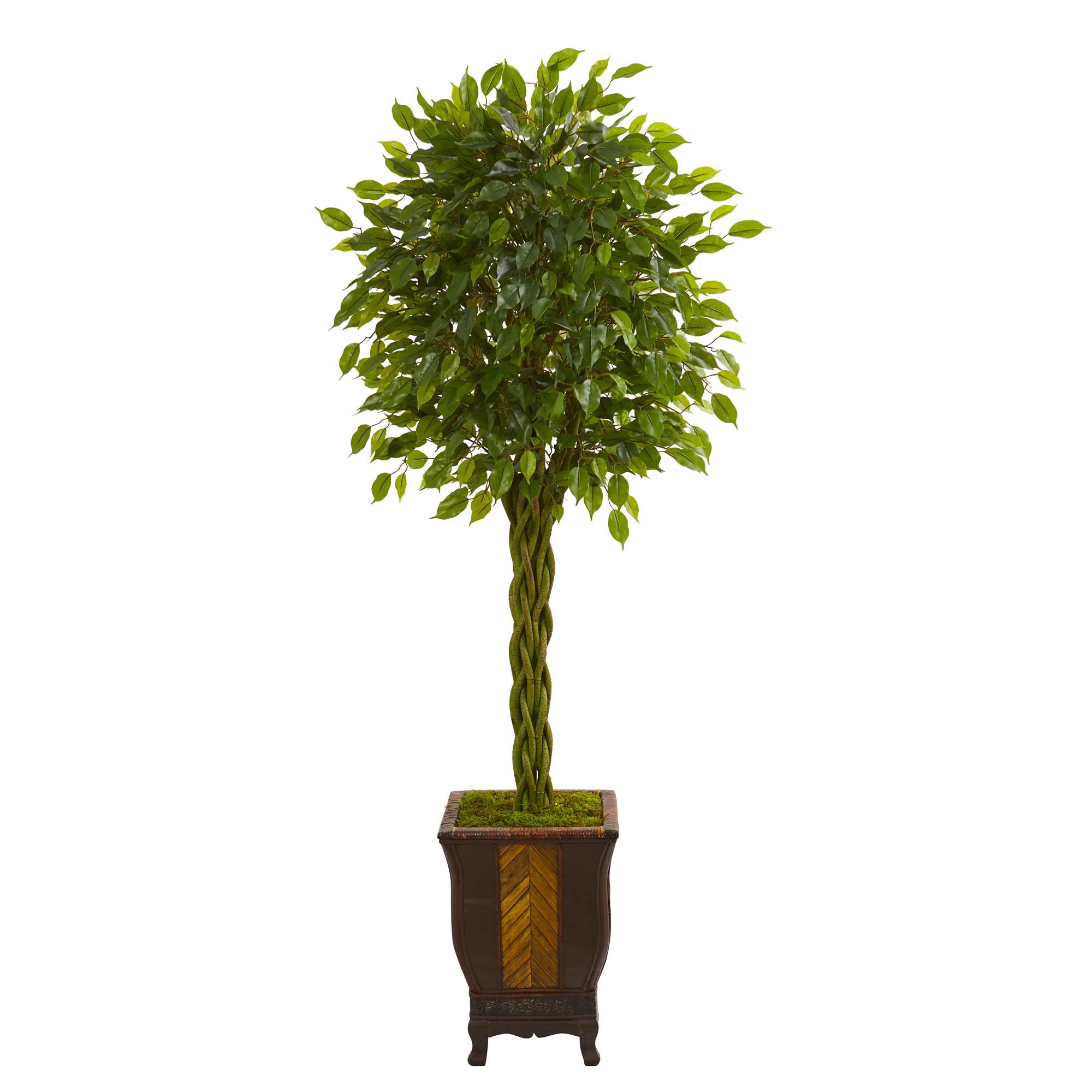 6' Braided Ficus Artificial Tree in Decorative Planter | SilkBlume