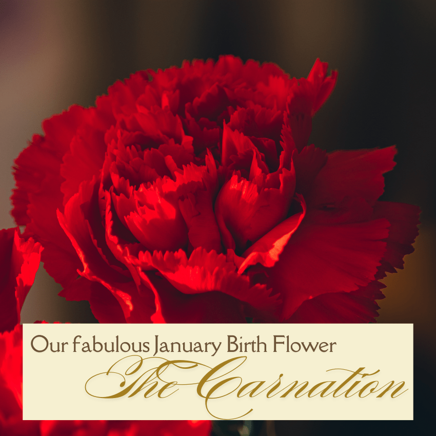 The January Birth Flower – The Carnation: Winter’s Resilient Bloom and ...